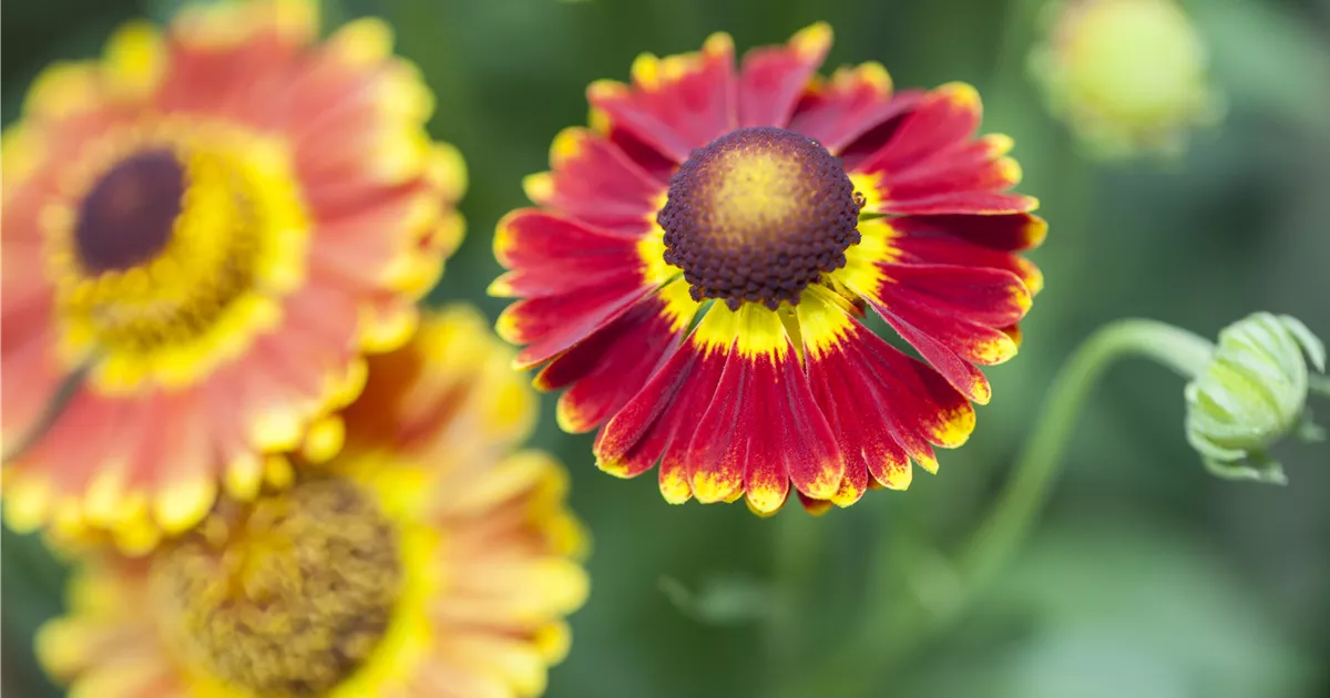 Helenium autumnale 'Mariachi Fuego'