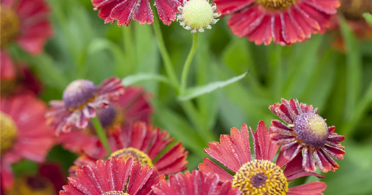 Helenium autumnale 'Mariachi Siesta'