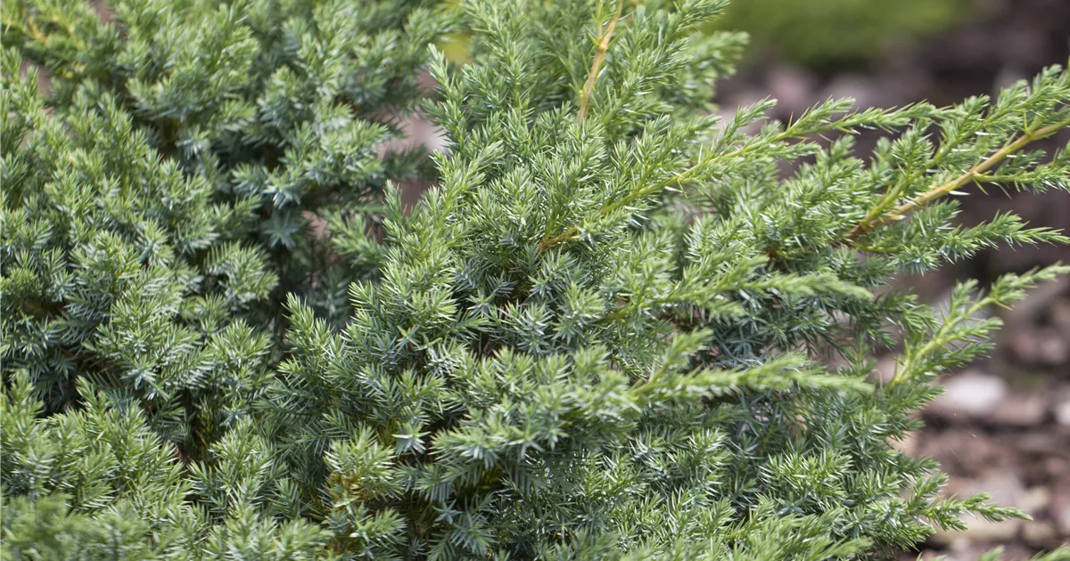 Juniperus horizontalis 'Andorra Compacta'