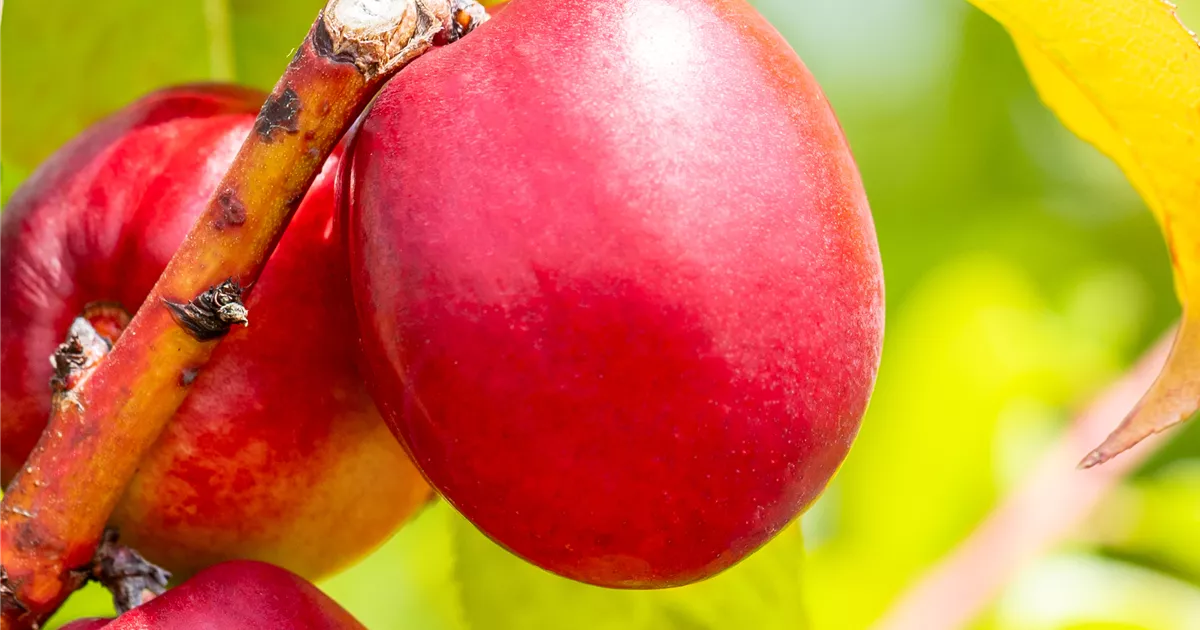 Prunus persica 'Nectared 4'