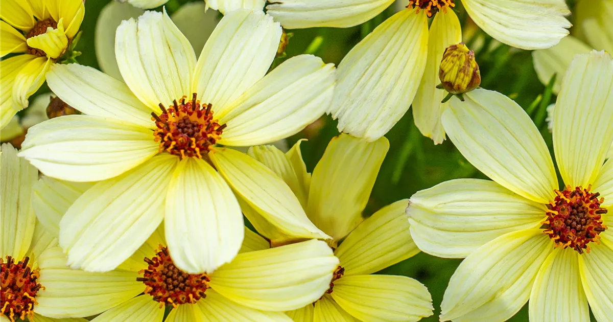 Coreopsis verticillata 'Corleone Cream'