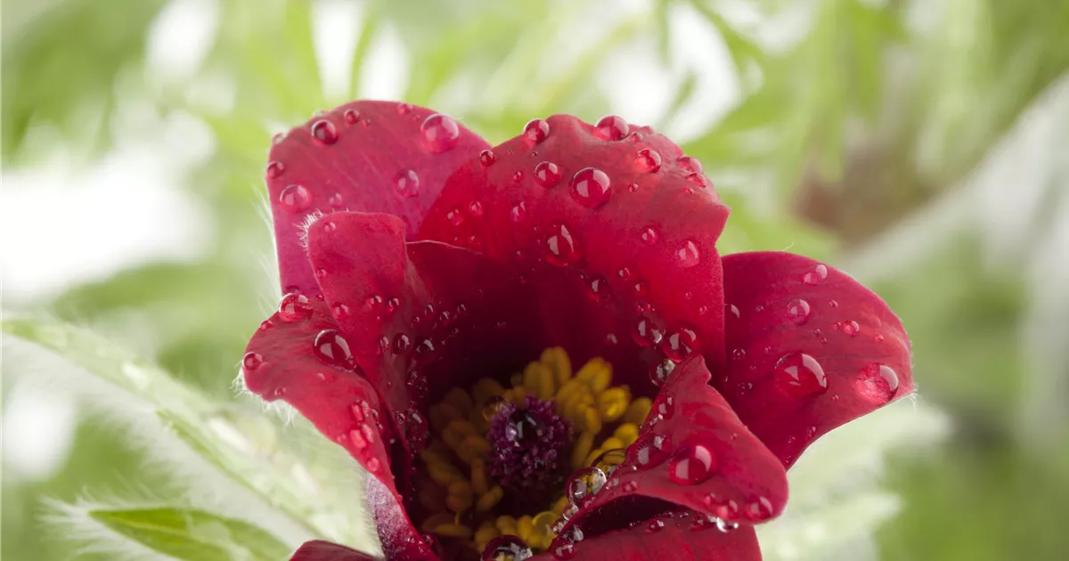 Pulsatilla vulgaris 'Red Bell'