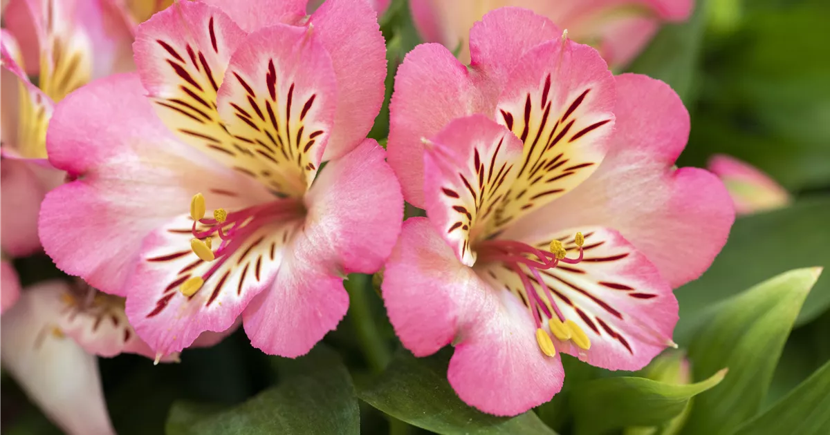 Alstroemeria h. 'Inticancha Sunshine'