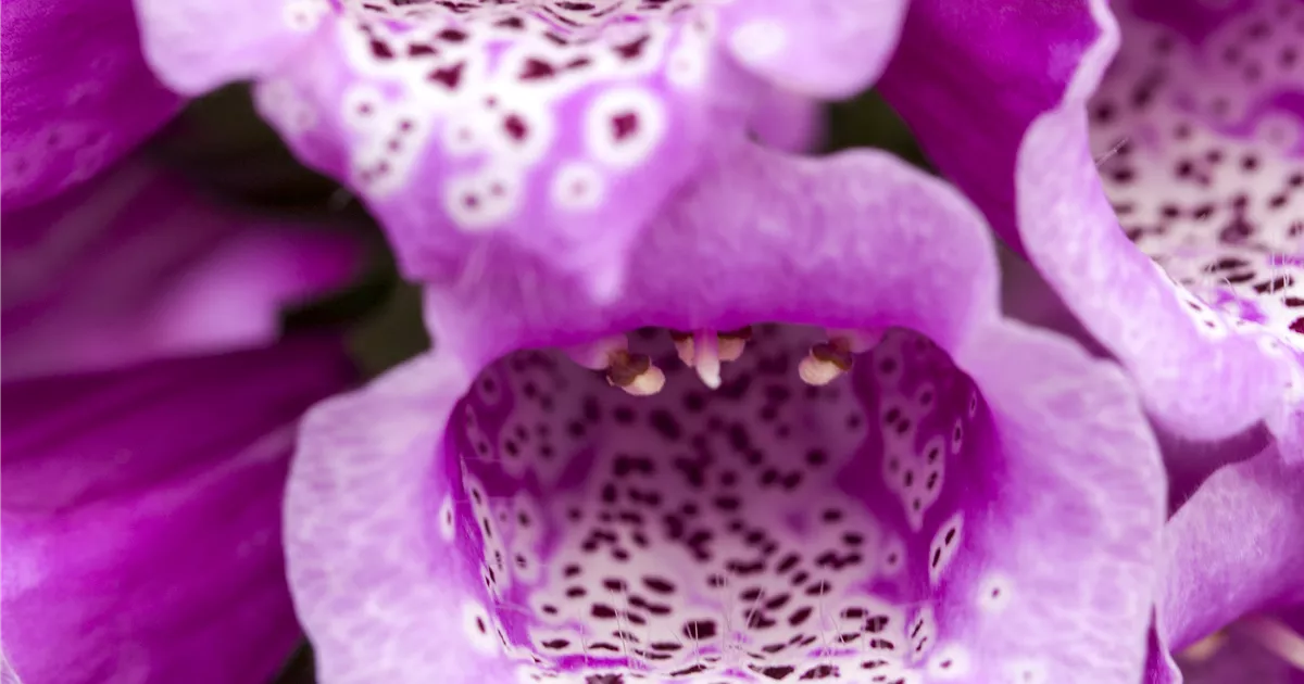 Digitalis purp. 'Dalmatian Purple'