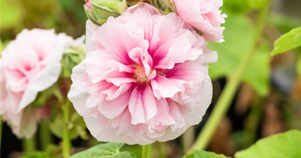 Alcea rosea 'Charters Rose'