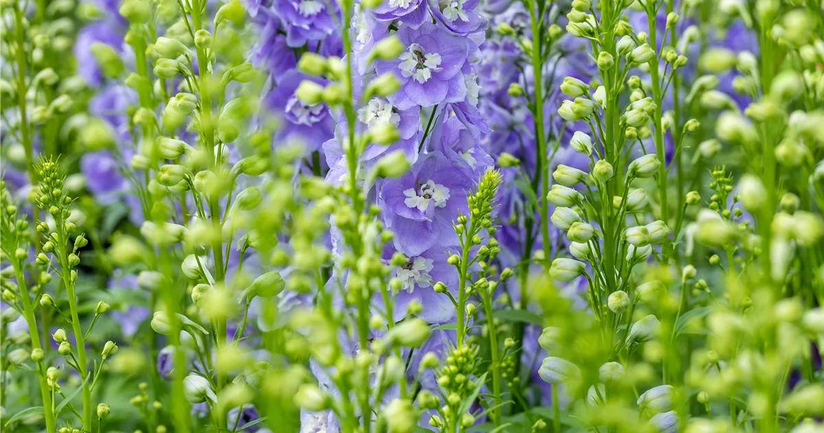 Delphinium P.-H. 'Jupiter F1 Lave Blue