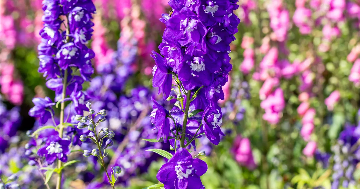 Delphinium Pacific-Hybrid 'Jupiter F1 Purple'