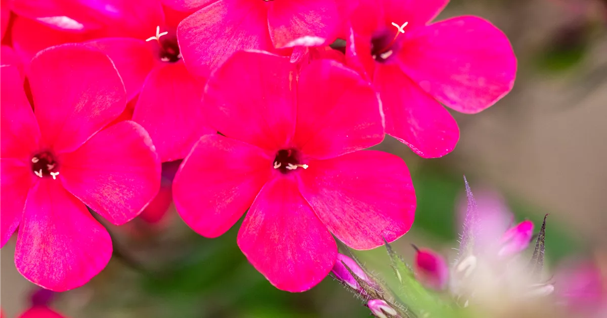 Phlox paniculata 'Early Red'