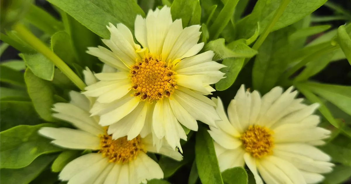 Coreopsis 'Uptick Cream'