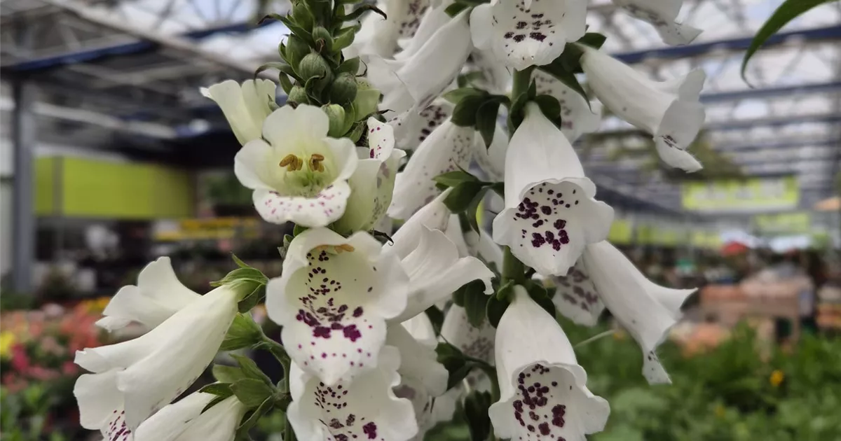 Digitalis purp. 'Dalmatian White'