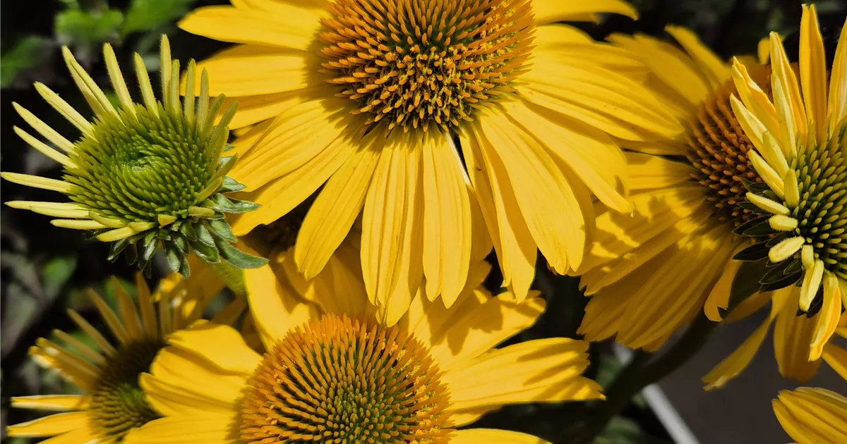Echinacea purpurea 'Papallo Classic Deep Yellow'