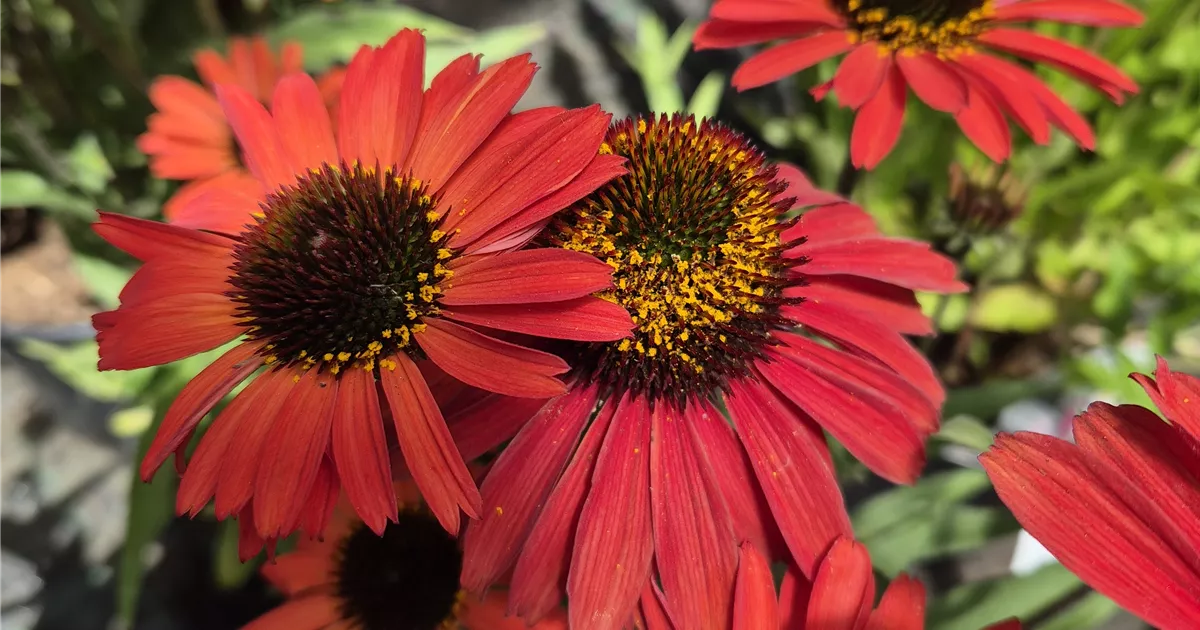 Echinacea purpurea 'Papallo Classic Scarlet on Black'