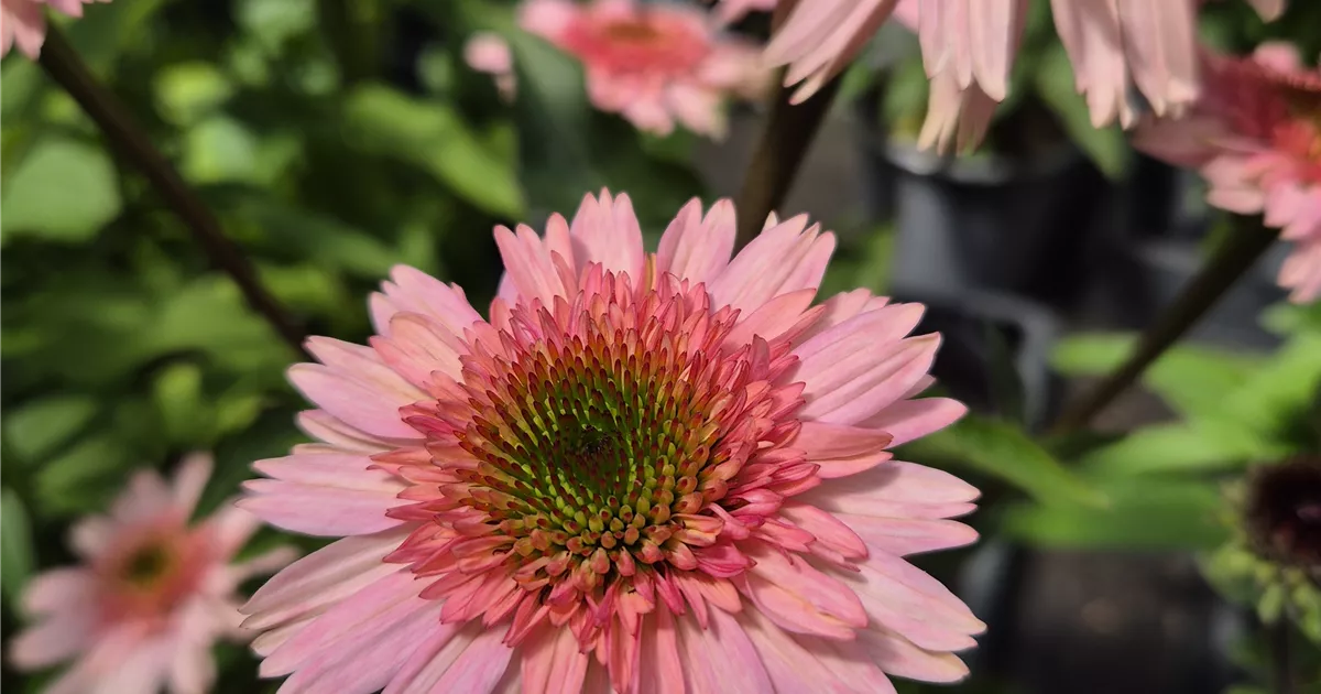 Echinacea purpurea 'Papallo Classic Dragon Fruit'