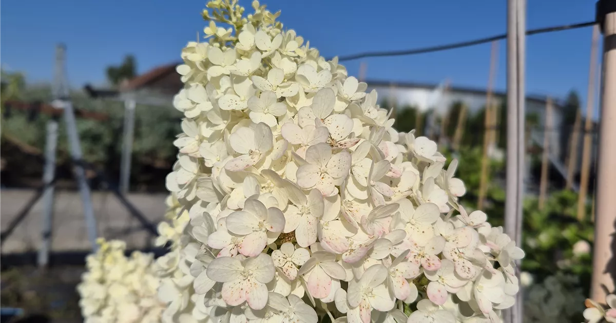Hydrangea paniculata 'Magical Matterhorn'