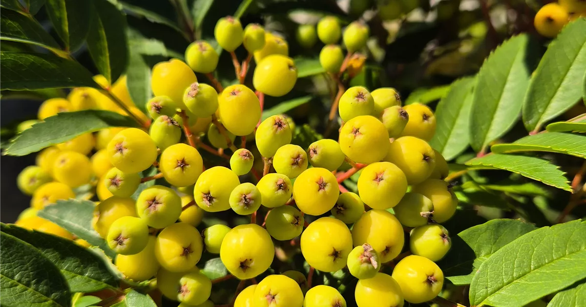 Sorbus aucuparia 'Sunshine'