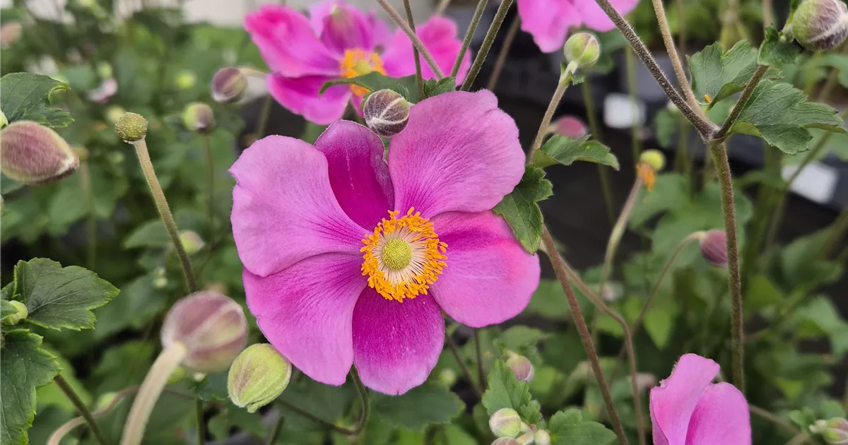 Anemone hybrid. 'Hadspen Abundance'