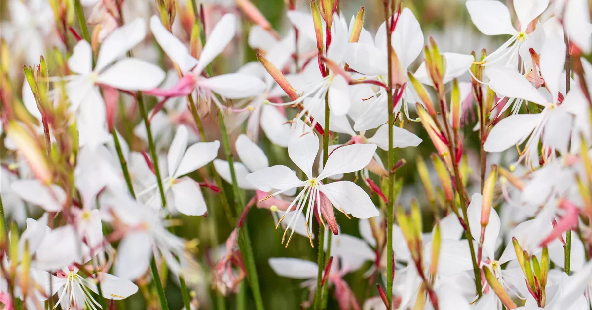 Gaura lind. 'Whirling Butterflies'