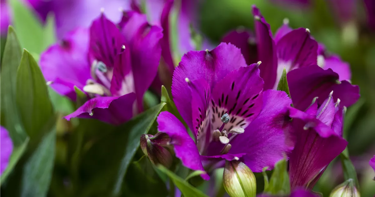 Alstroemeria hybrid 'Inticancha Indigo'