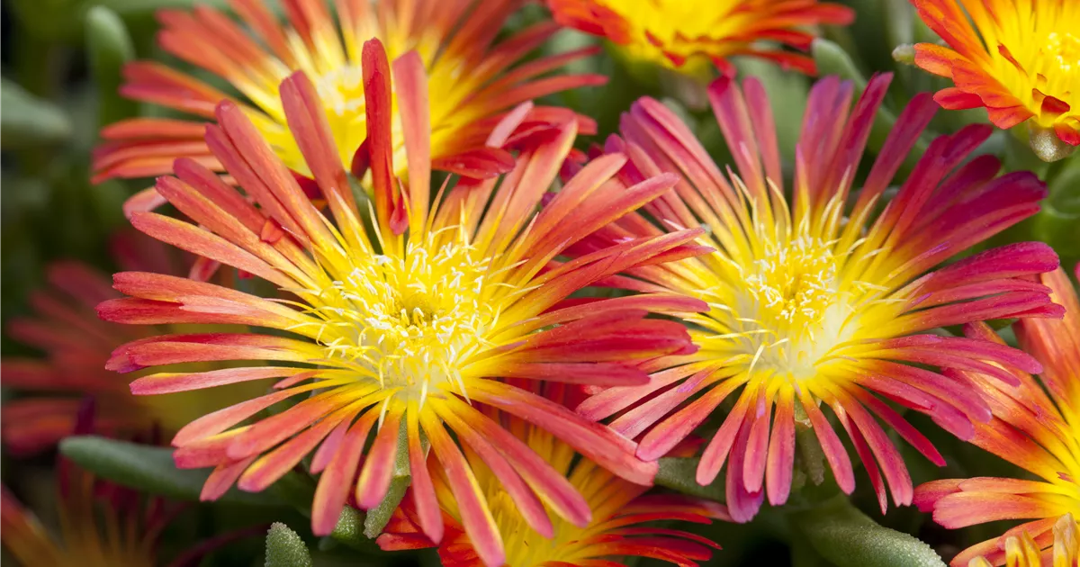 Delosperma Wheels of Wonder 'Fire Wonder'